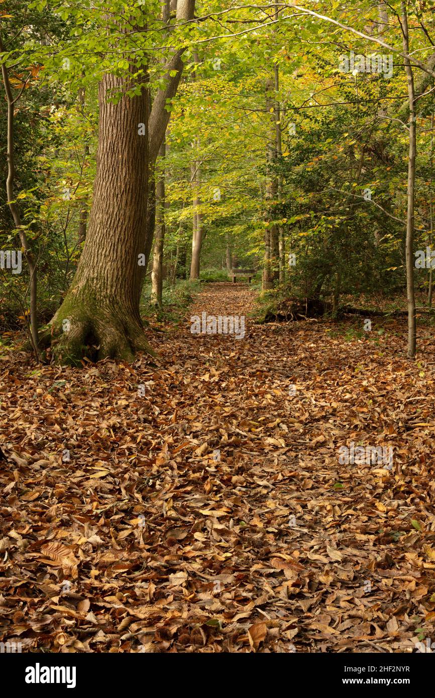 Patterns and textures in nature, intimate landscape of tree patterns ...