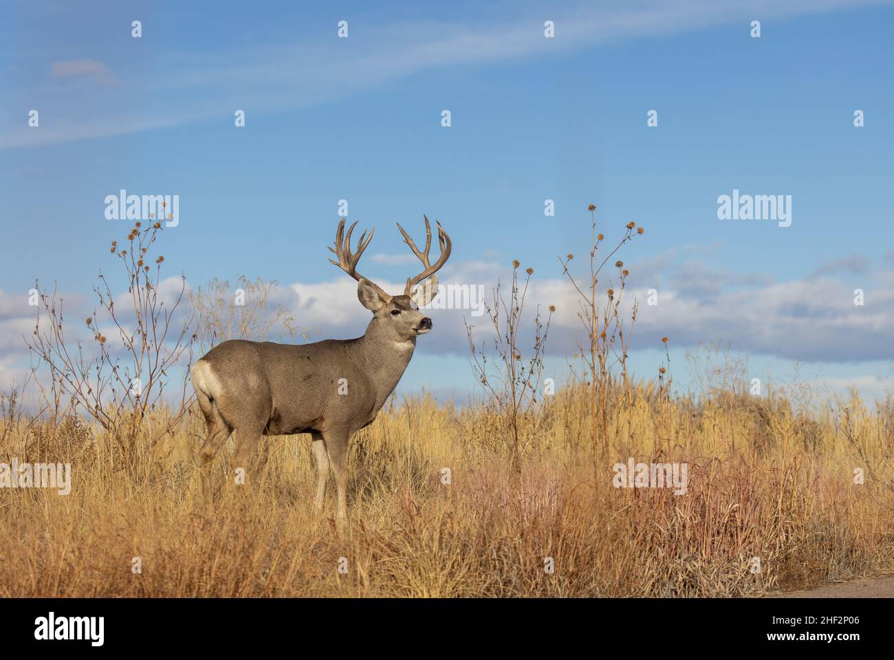 Buck Mule Deer in Autumn in Colorado Stock Photo - Alamy