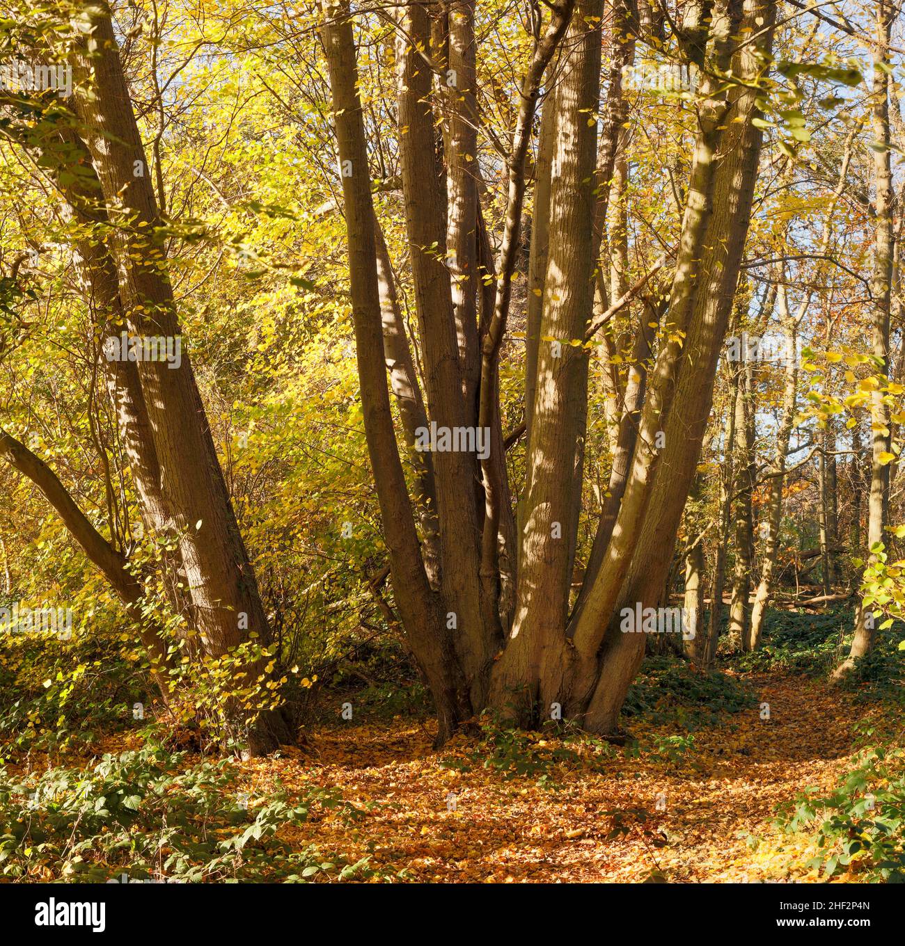 Patterns and textures in nature, intimate landscape of tree patterns ...