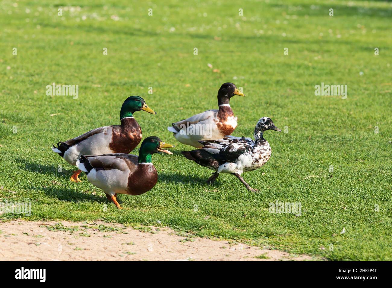 A group of wild ducks is in a meadow in spring and mating Stock Photo ...