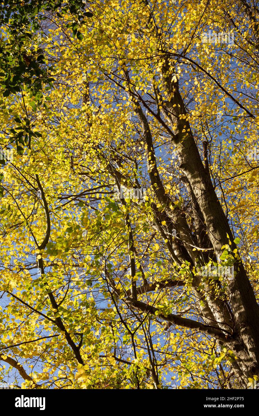 Patterns and textures in nature, intimate landscape of tree patterns ...