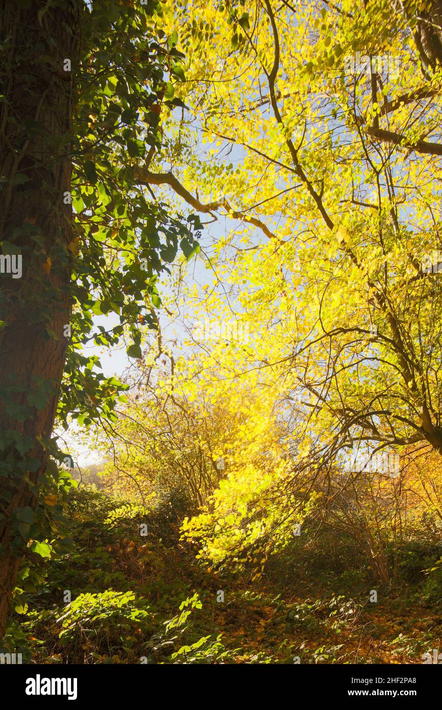 Patterns and textures in nature, intimate landscape of tree patterns ...