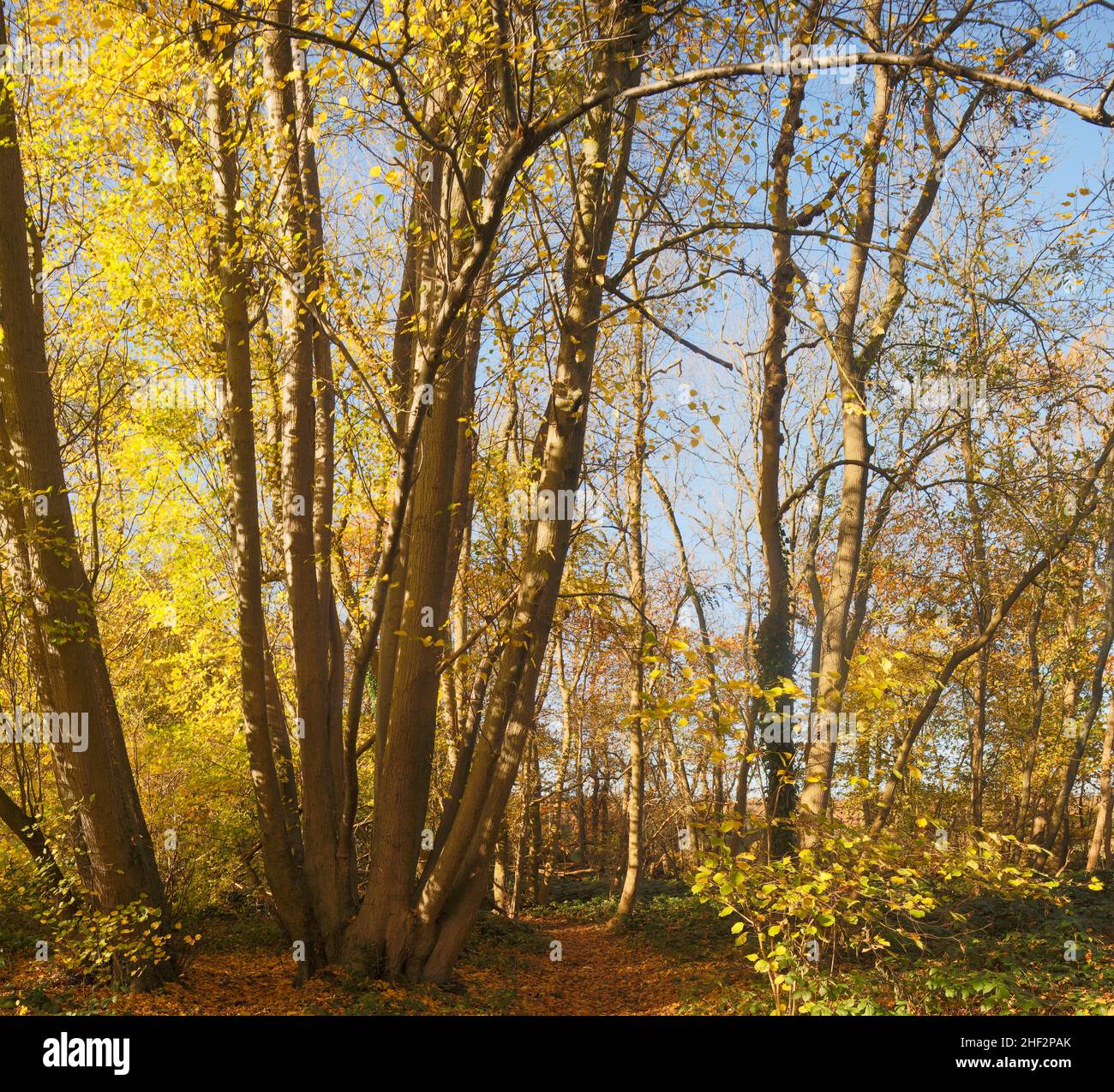 Patterns and textures in nature, intimate landscape of tree patterns ...