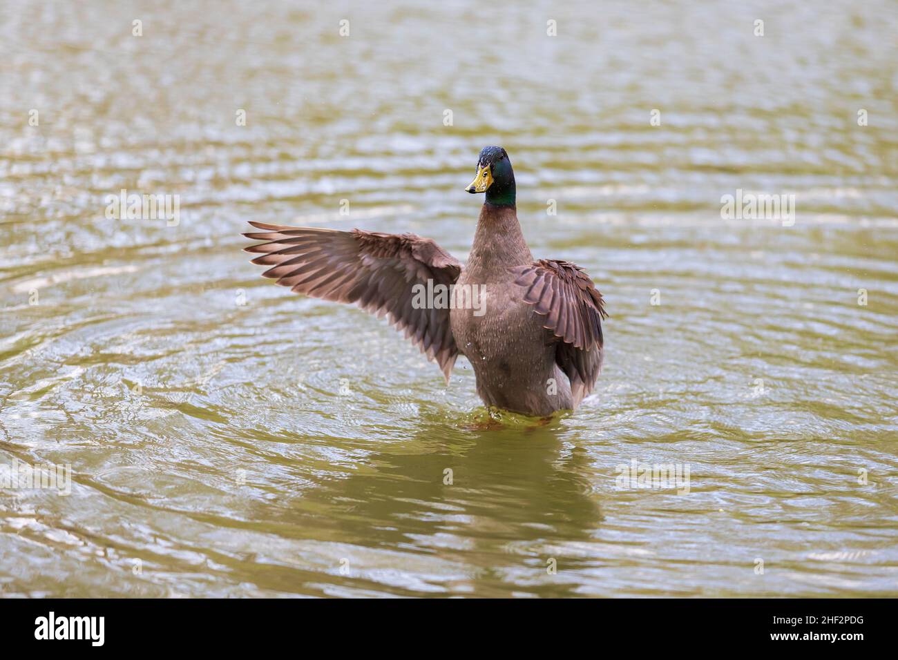 Swim animal hi-res stock photography and images - Alamy
