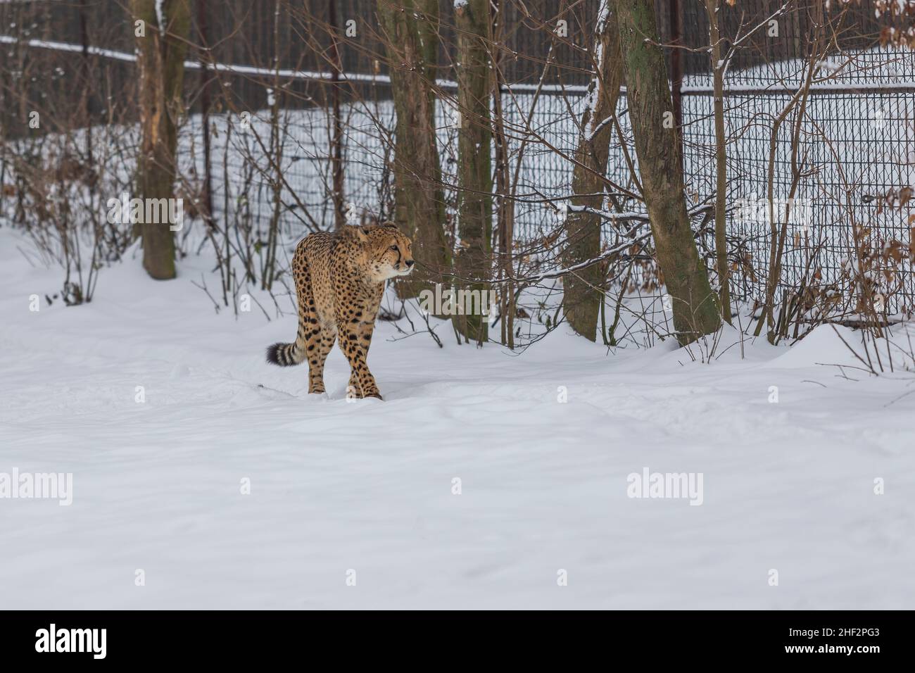 Cheetah slim in winter on snow in background bushes Stock Photo - Alamy