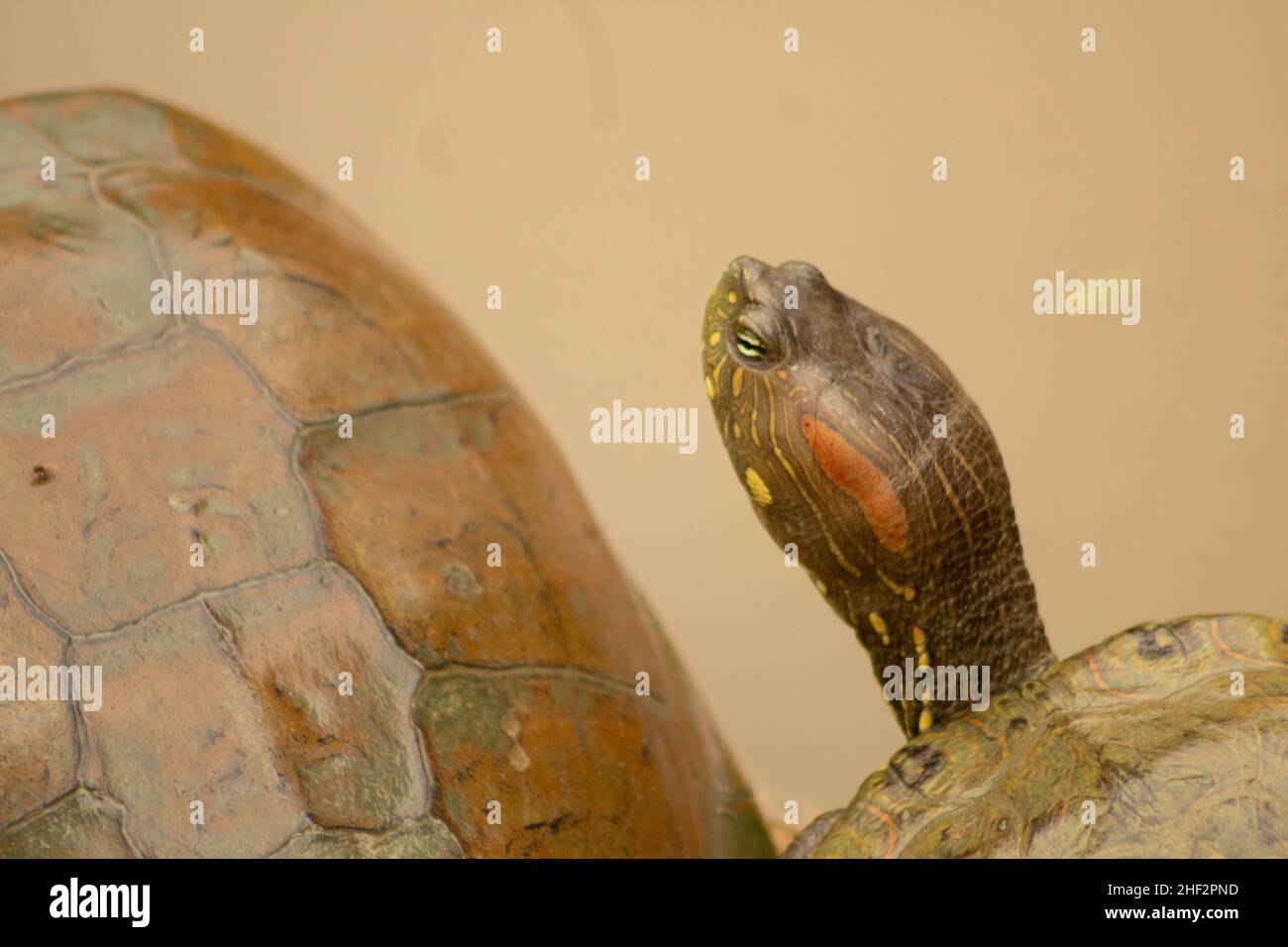 Tortoise Animal Art Cute Cartoon High Resolution Stock Photography and ...