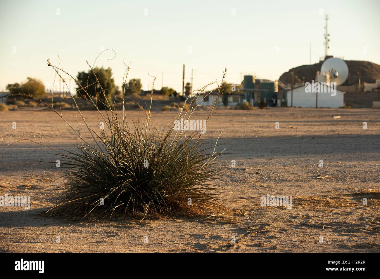 Sunset view of desert foliage in downtown Yuma, Arizona, USA Stock ...