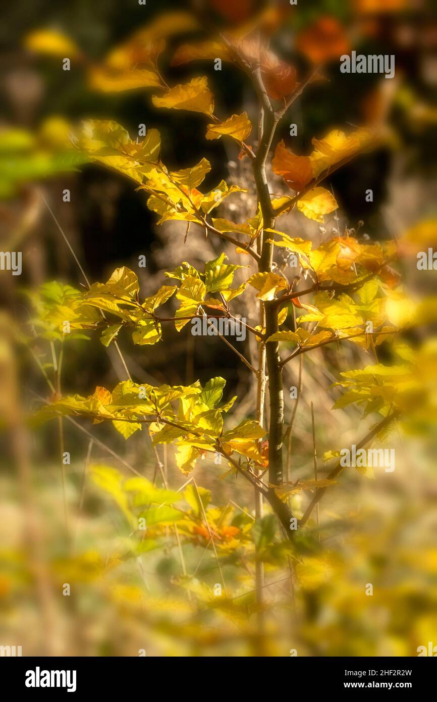 Glowing, backlit, Oak sapling (genus Quercus). Natural close-up ...