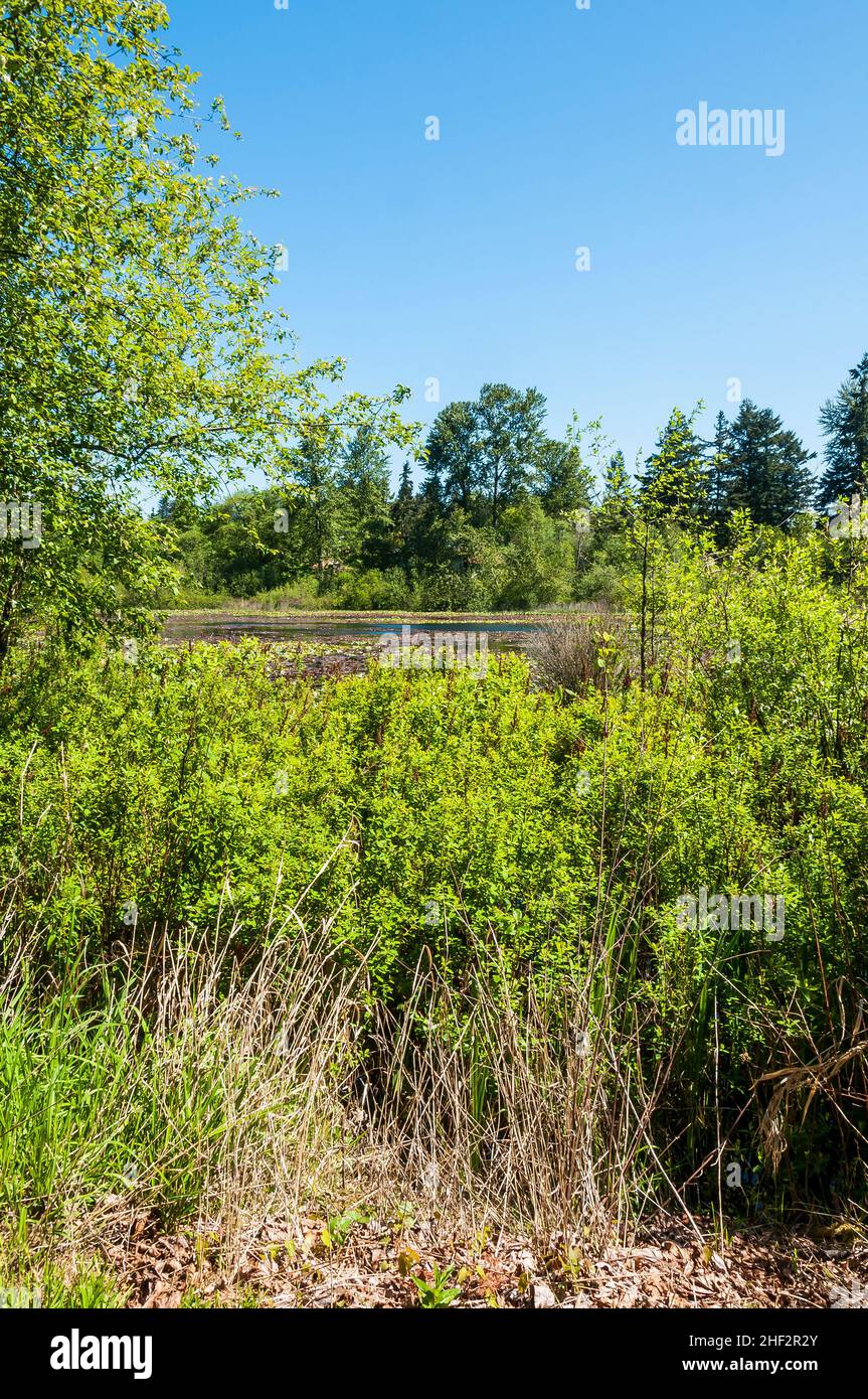 Panther Lake in Kent, Washington Stock Photo - Alamy