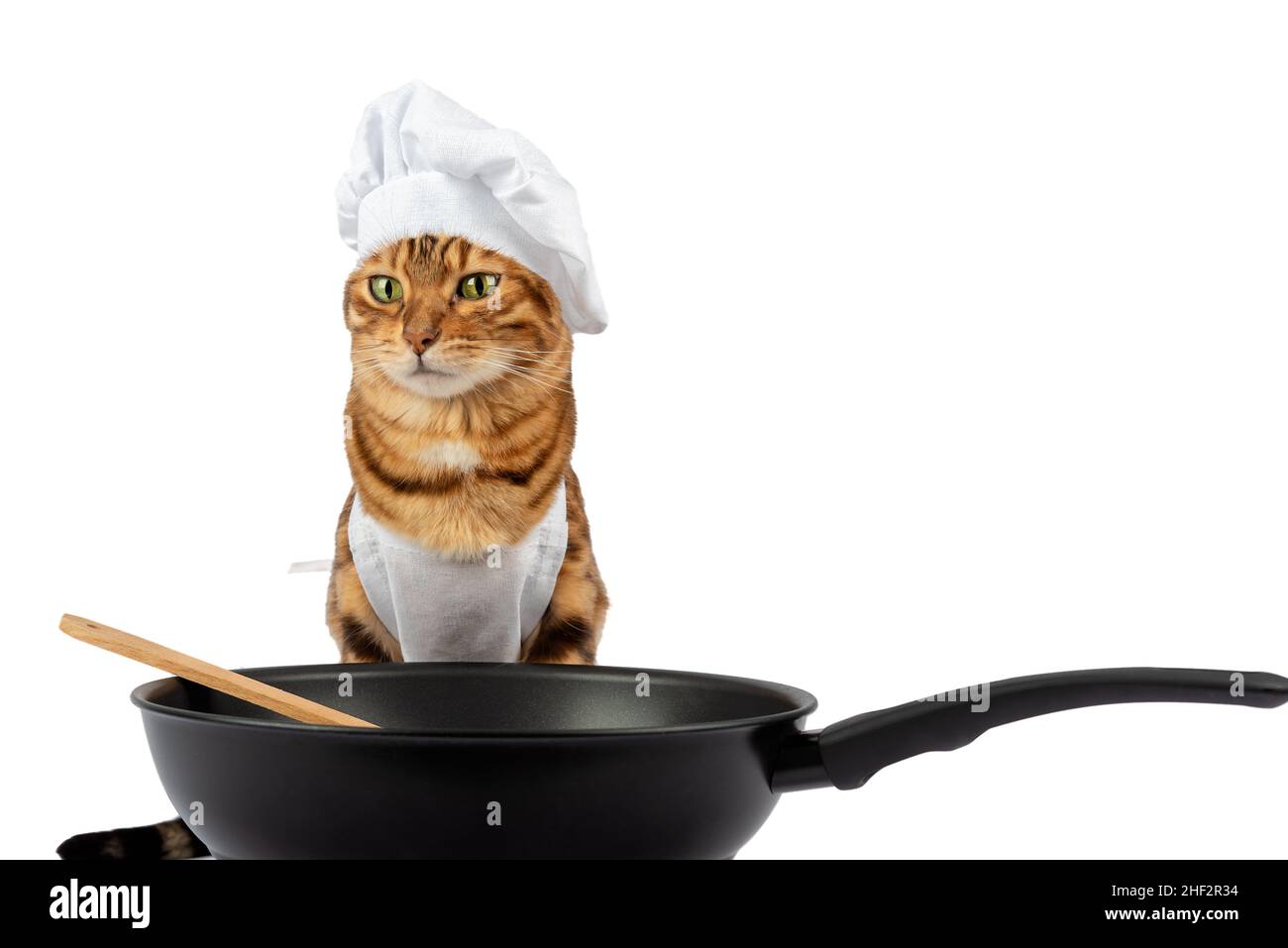 The cat cooks food in a frying pan on a white background. copy space ...