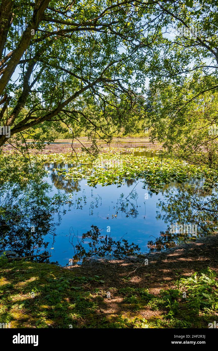 Panther Lake in Kent, Washington Stock Photo - Alamy