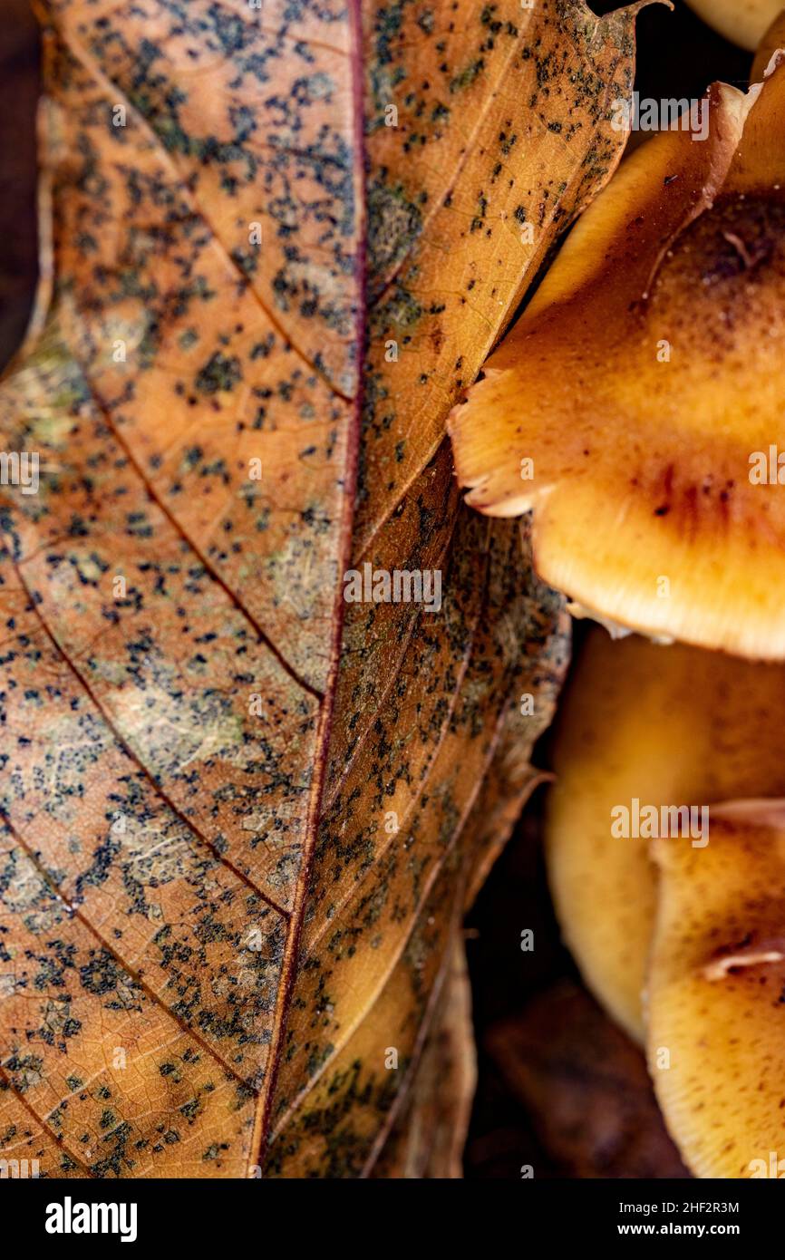 Natures decomposers; natural patterns and textures formed by natures ...