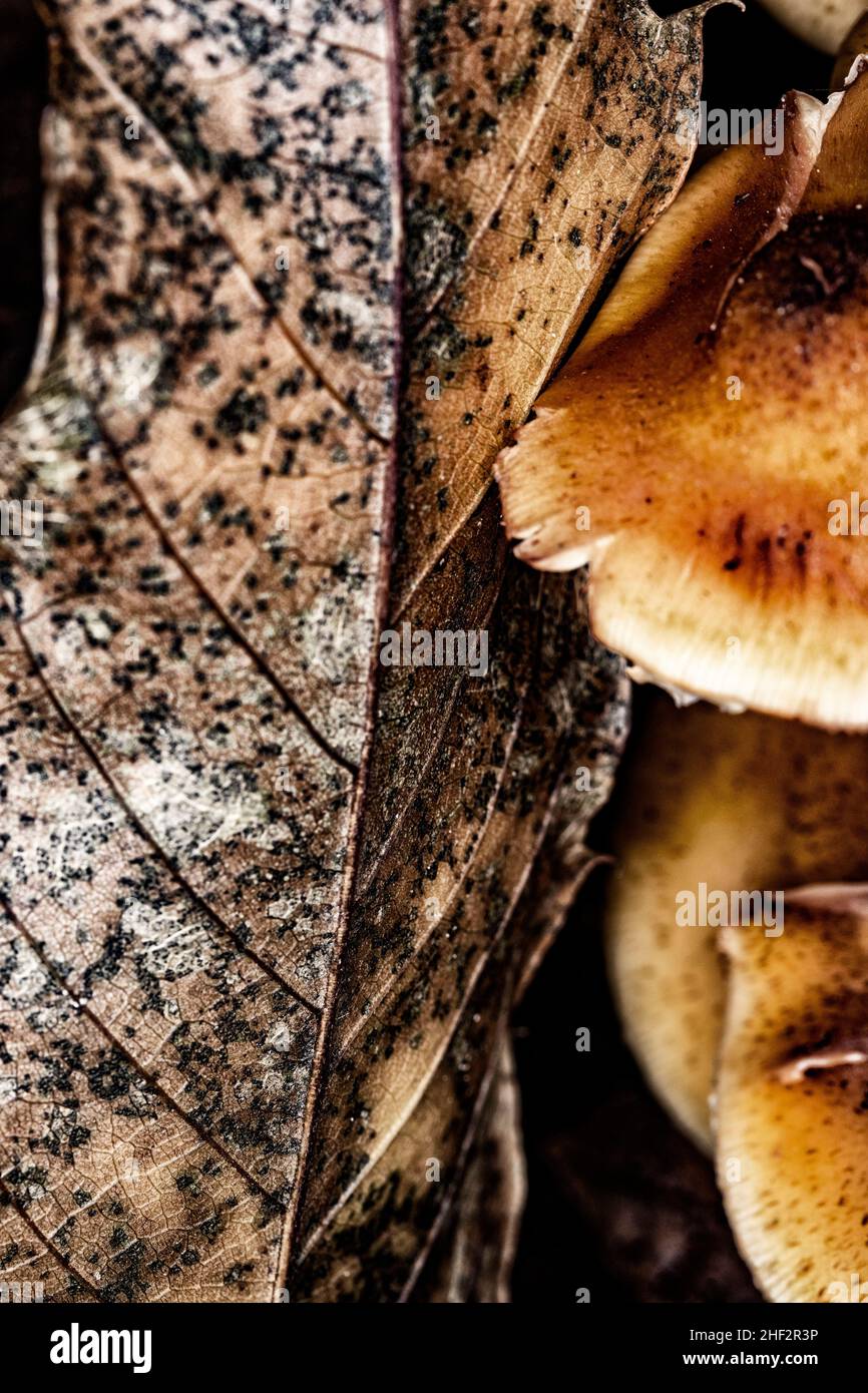 Close-up natural environmental portrait of fungi as symbols of life, death, decomposition and ...