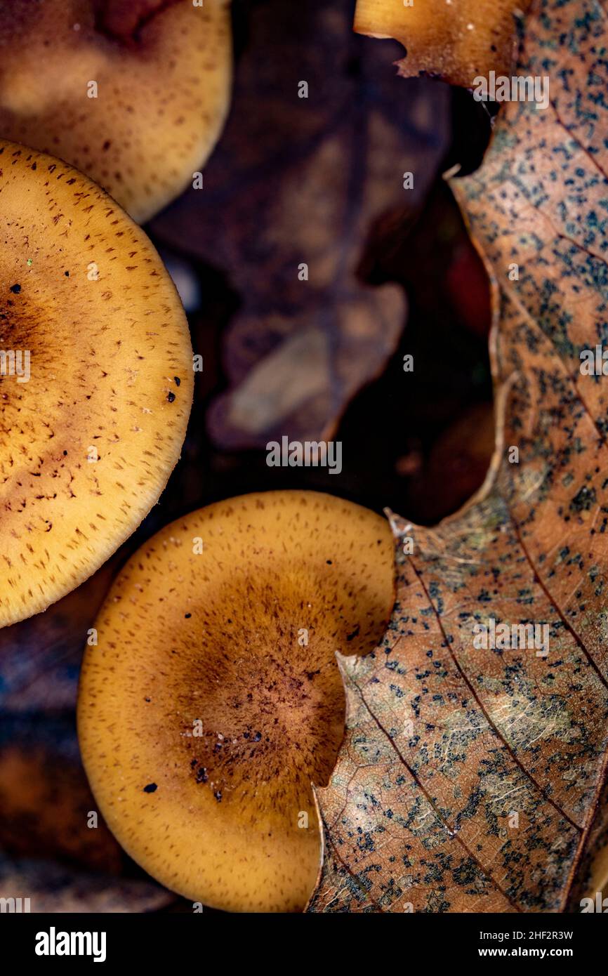 Close-up natural environmental portrait of fungi as symbols of life, death, decomposition and ...