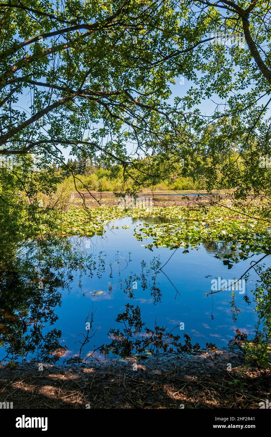 Panther Lake in Kent, Washington Stock Photo - Alamy