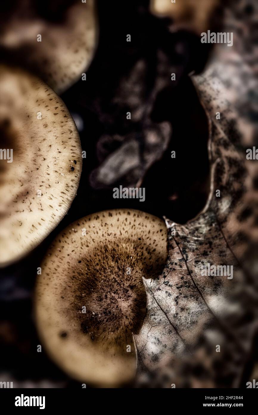 Close-up natural environmental portrait of fungi as symbols of life, death, decomposition and ...