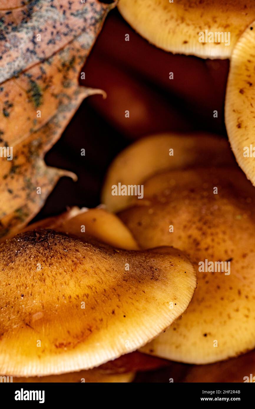 Close-up natural environmental portrait of fungi as symbols of life ...