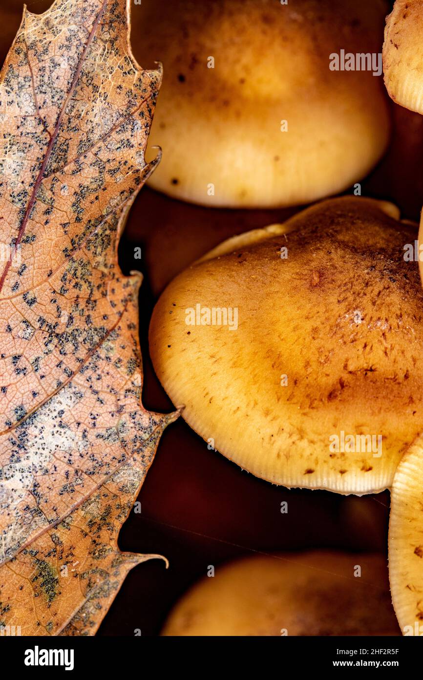 Close-up natural environmental portrait of fungi as symbols of life, death, decomposition and ...