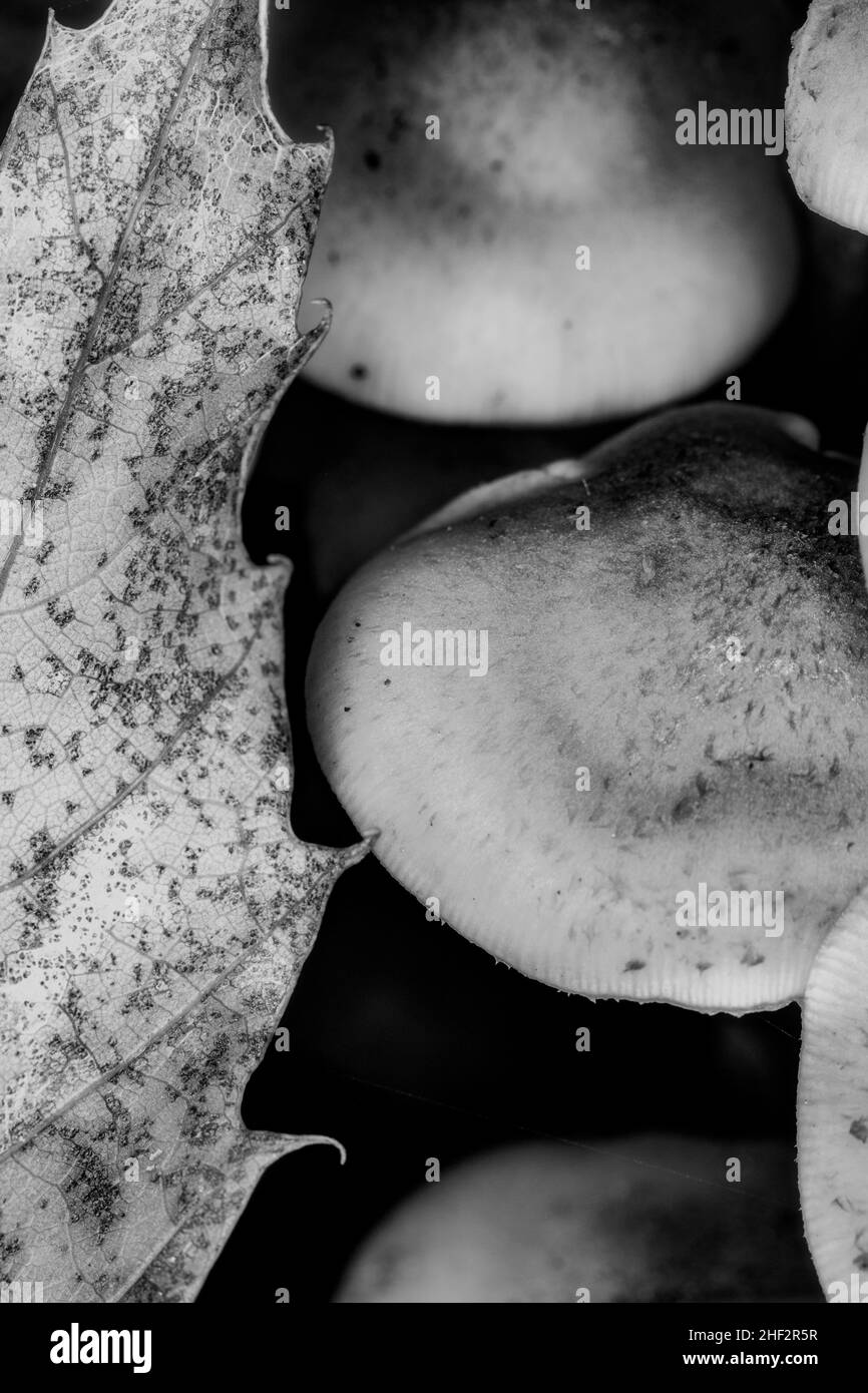 Close-up natural environmental portrait of fungi as symbols of life ...