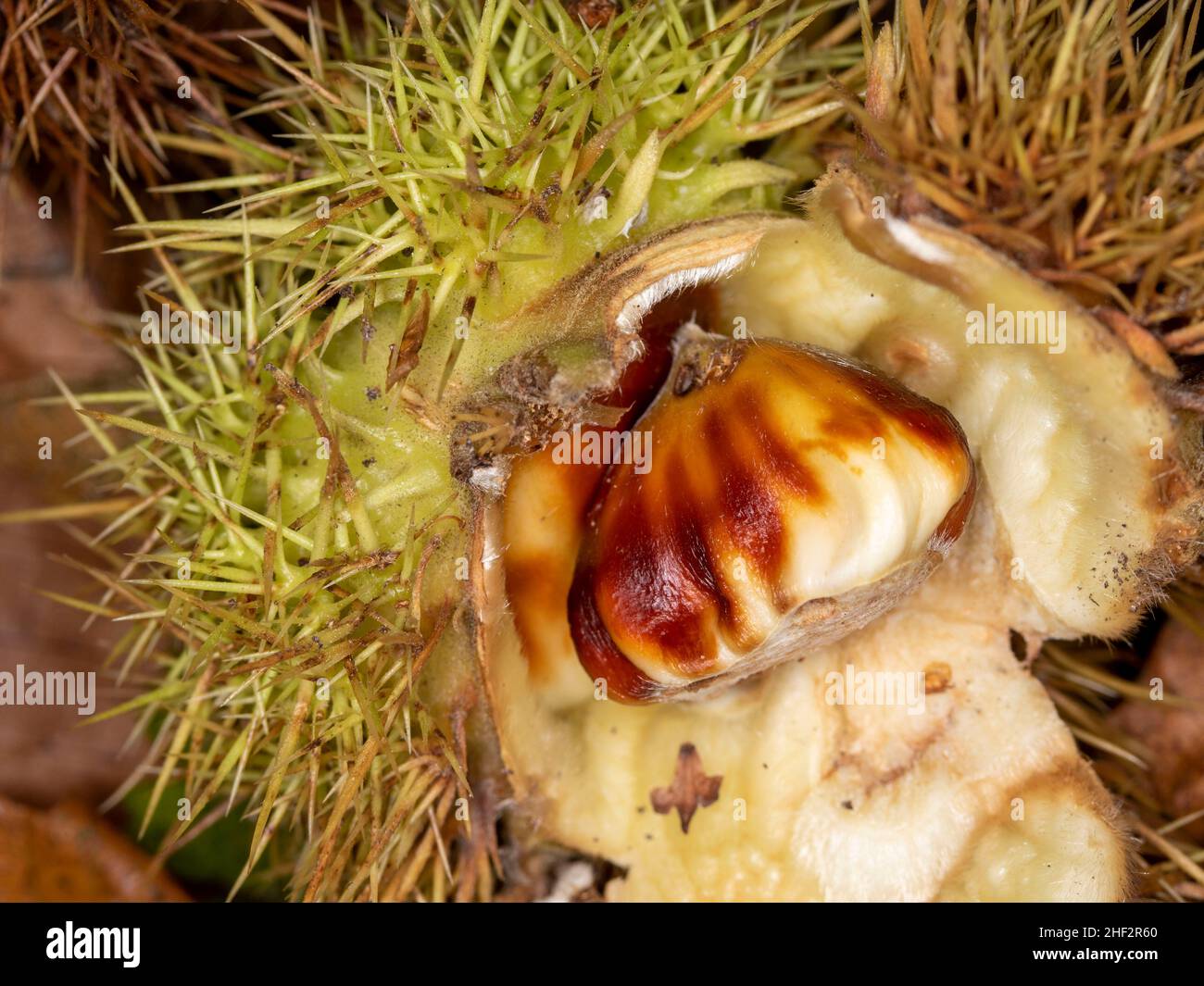 Macro forage food still life representation of Castanea sativa, sweet ...