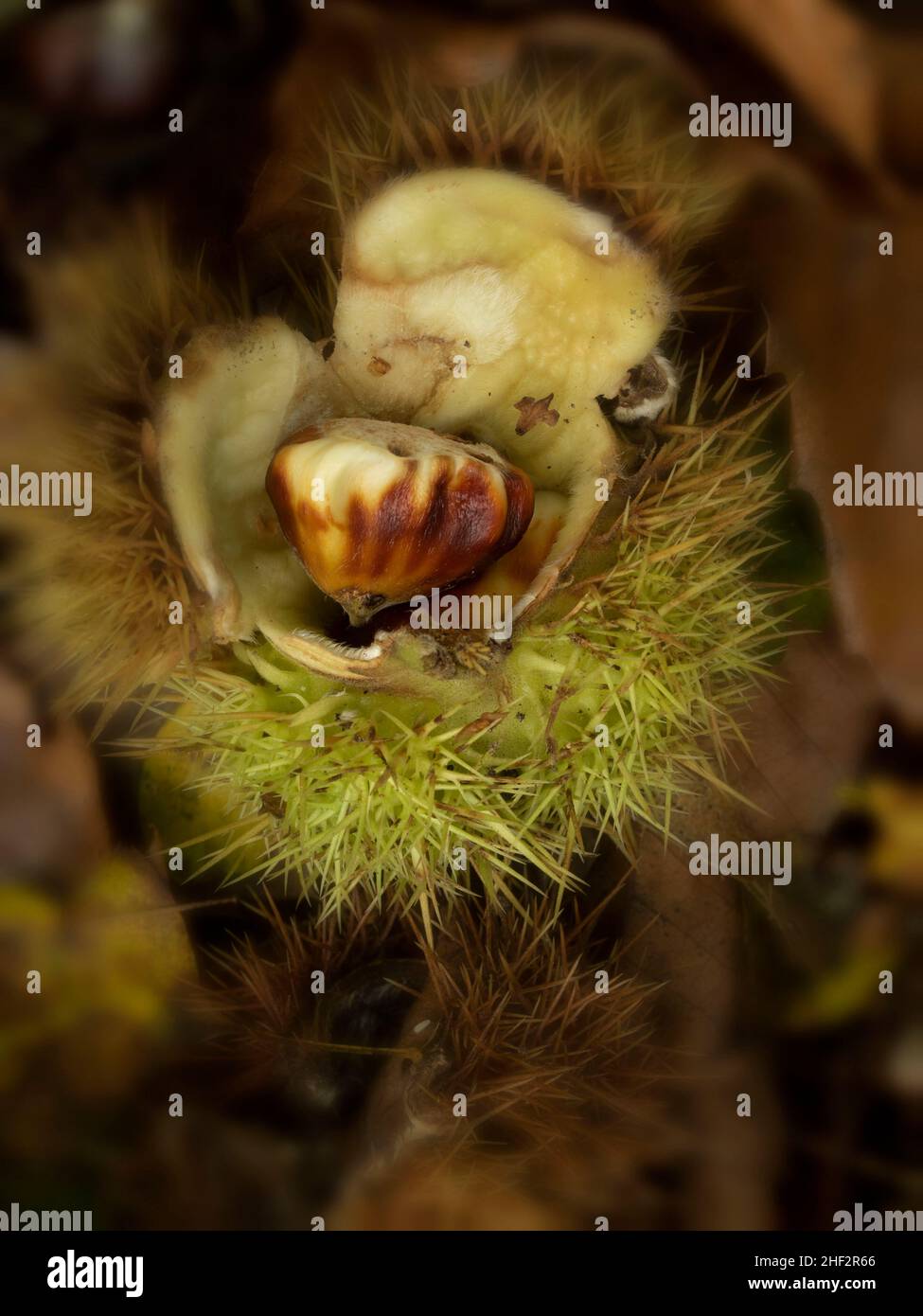 Macro forage food still life representation of Castanea sativa, sweet ...