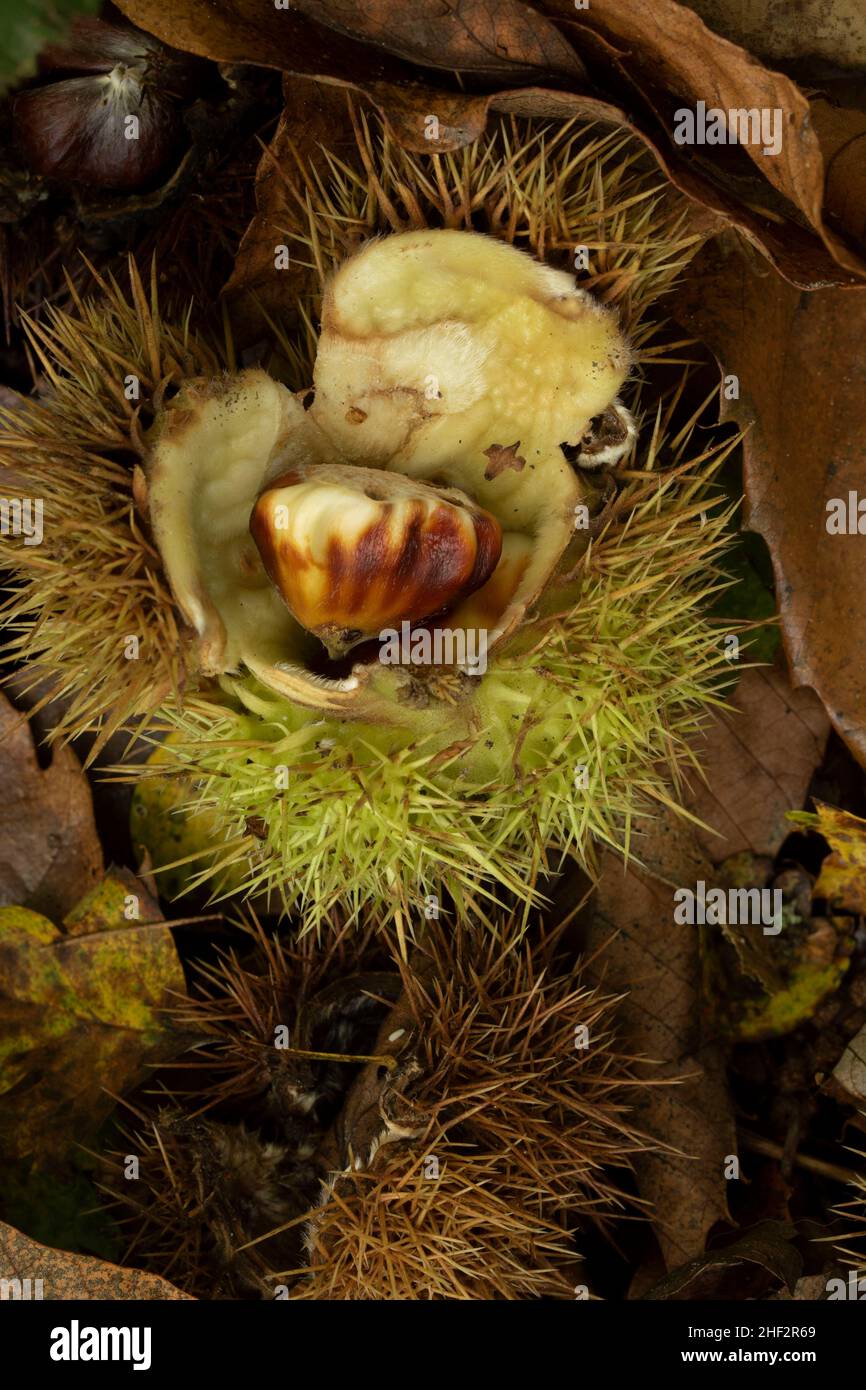 Macro forage food still life representation of Castanea sativa, sweet ...