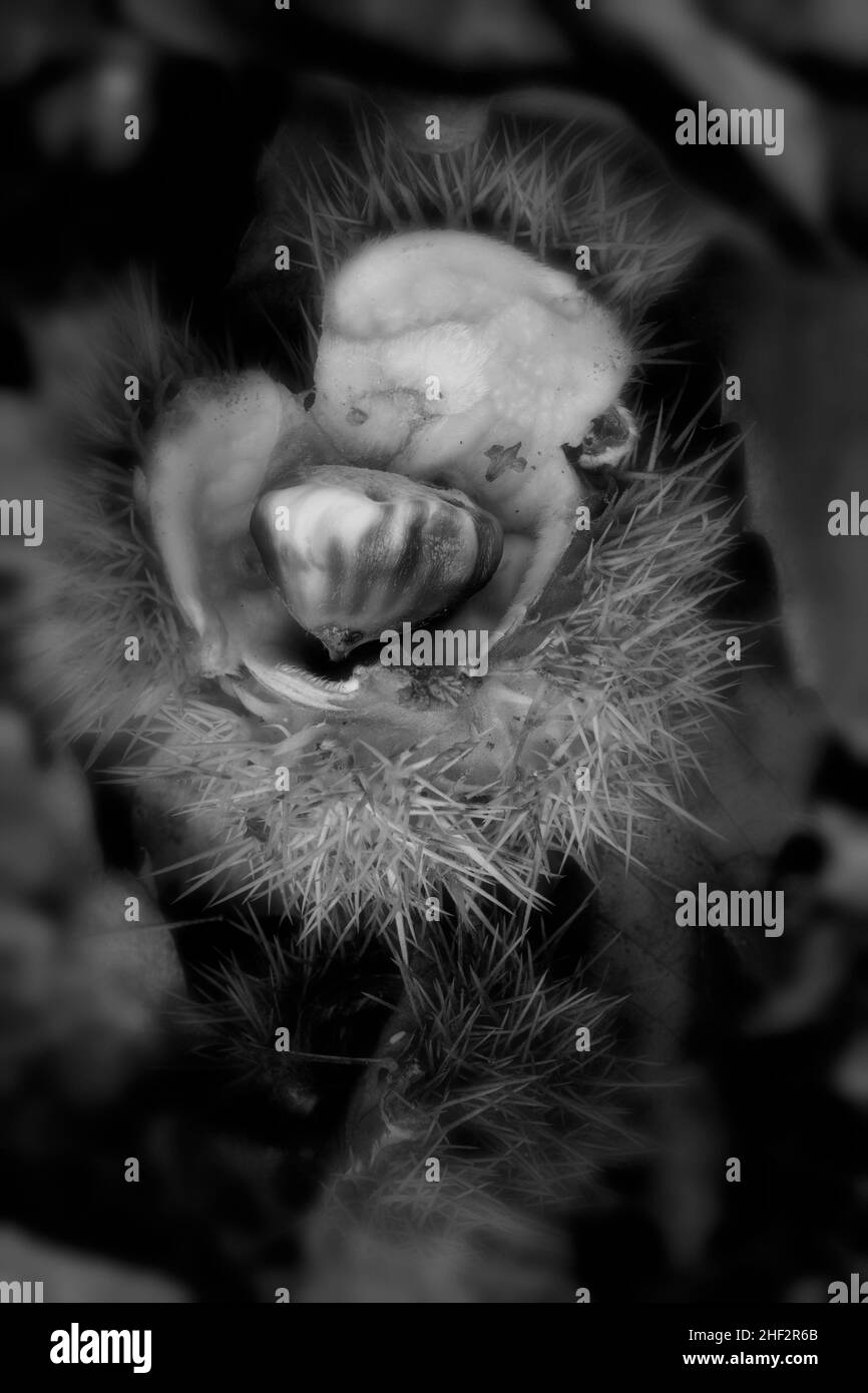 Macro forage food still life representation of Castanea sativa, sweet ...