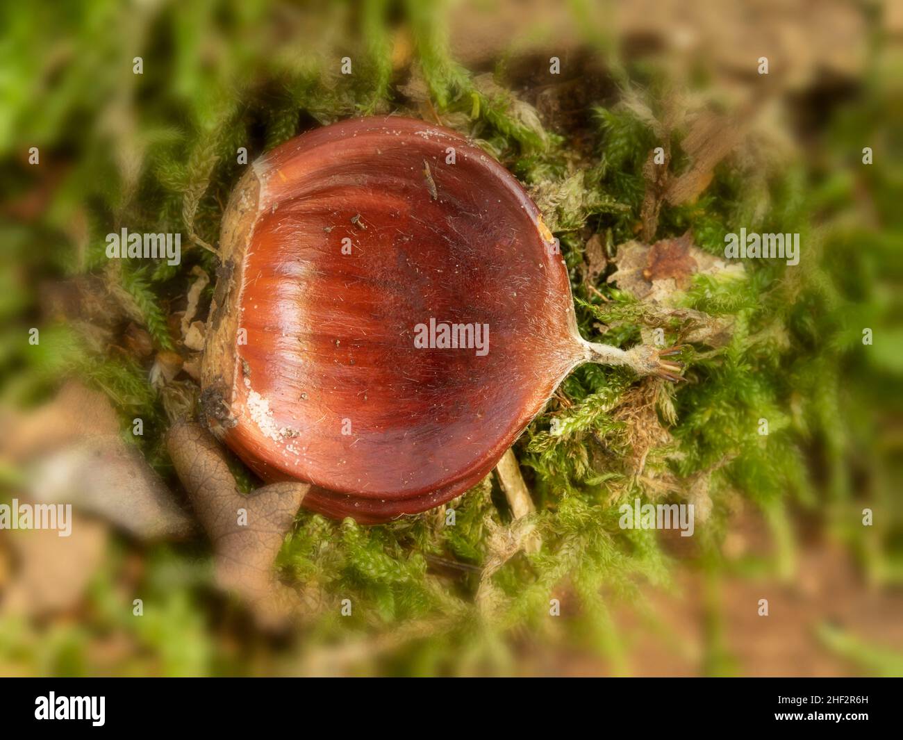 Macro forage food still life representation of Castanea sativa, sweet ...