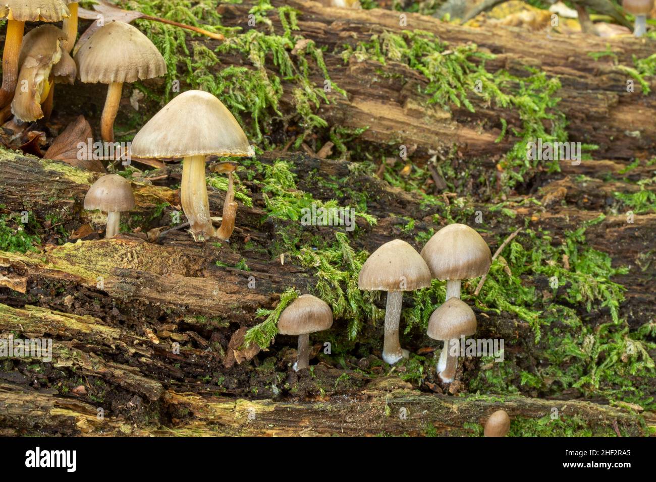 Close-up natural environmental portrait of fungi as symbols of life ...