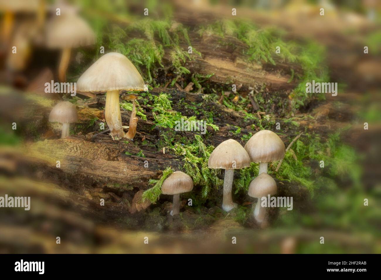 Close-up natural environmental portrait of fungi as symbols of life ...