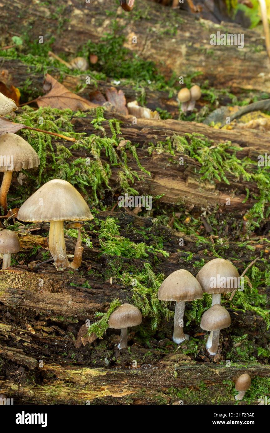 Close-up natural environmental portrait of fungi as symbols of life, death, decomposition and ...