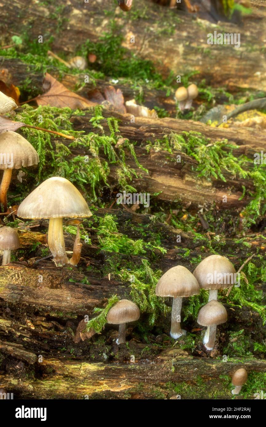 Close-up natural environmental portrait of fungi as symbols of life ...