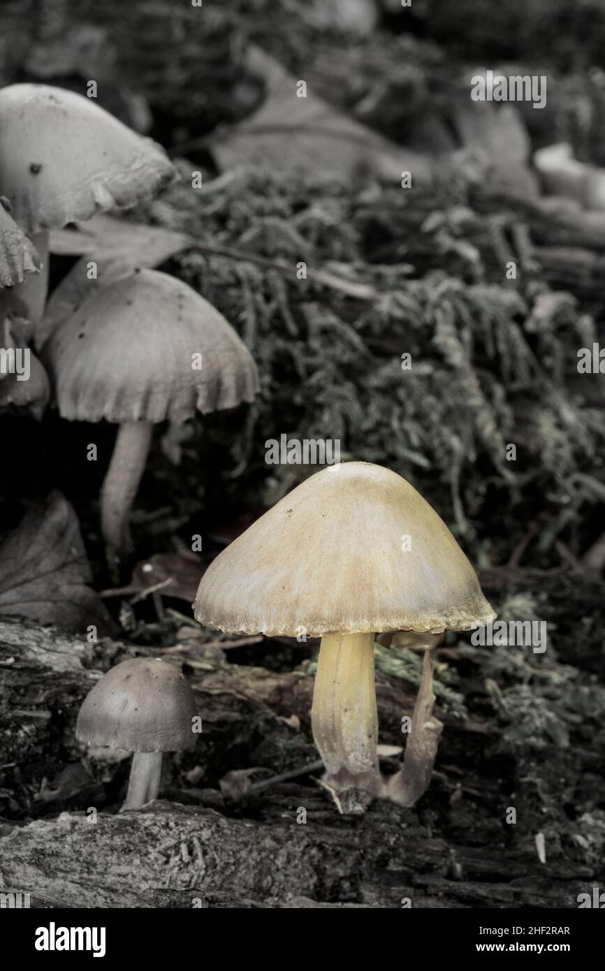 Close-up natural environmental portrait of fungi as symbols of life, death, decomposition and ...