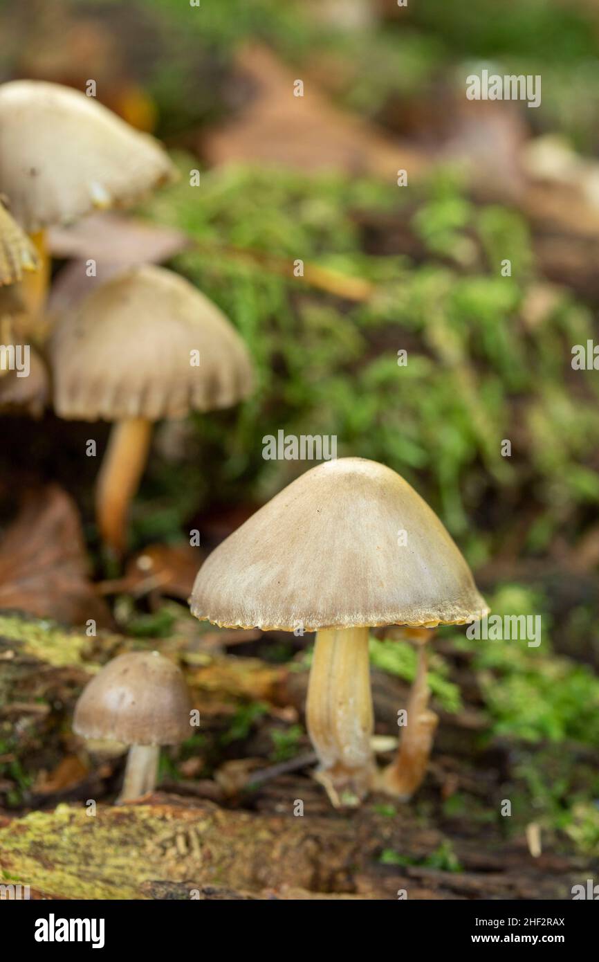 Close-up natural environmental portrait of fungi as symbols of life ...