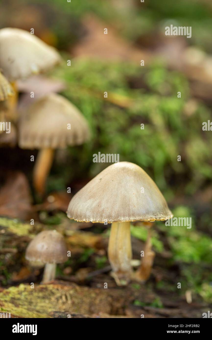 Close-up natural environmental portrait of fungi as symbols of life, death, decomposition and ...