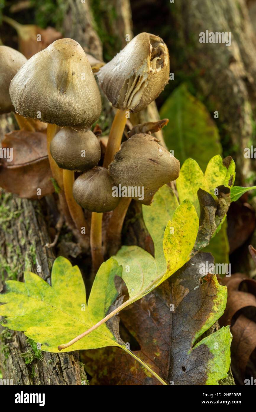 Natures decomposers; natural patterns and textures formed by natures ...