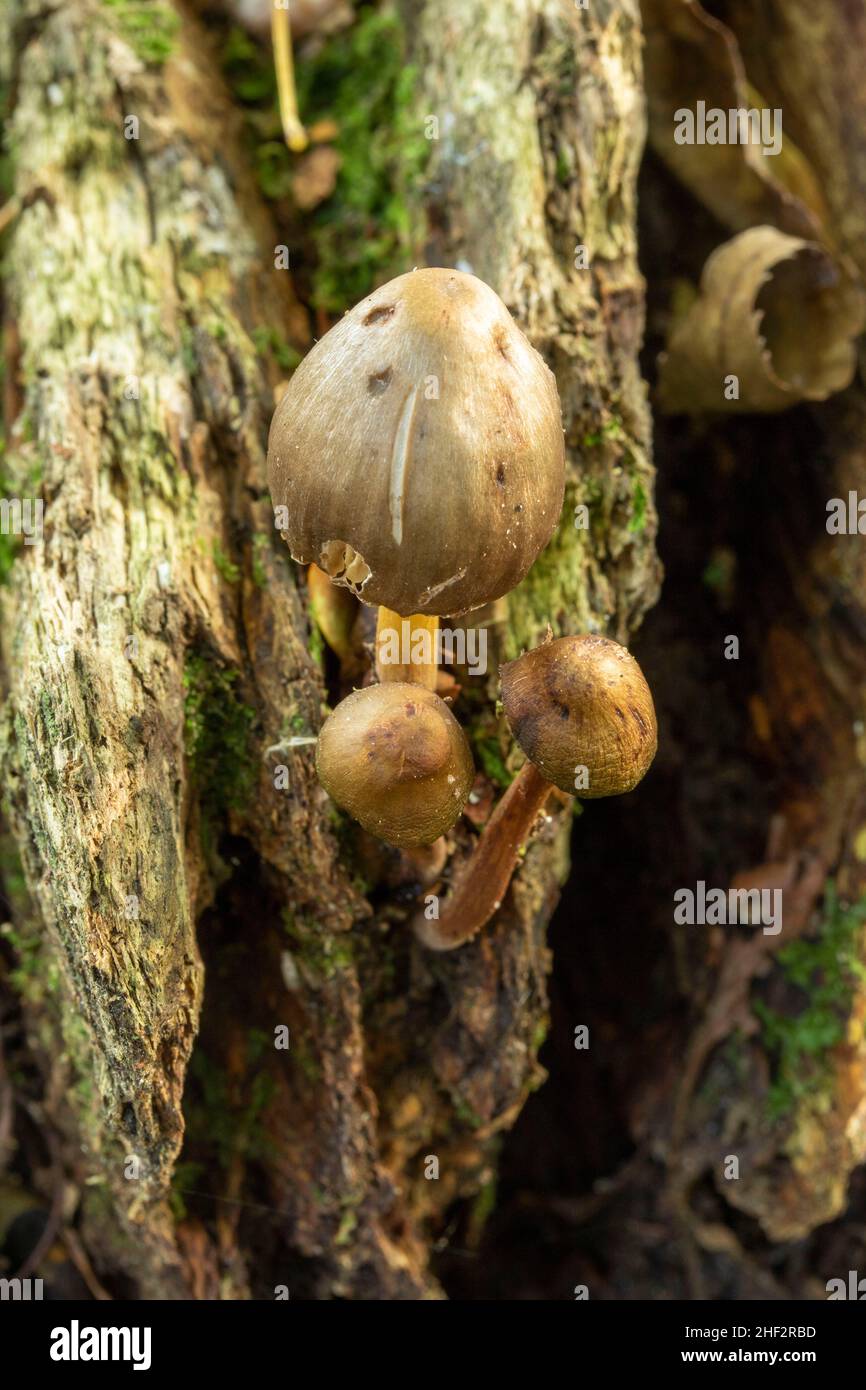 Close-up natural environmental portrait of fungi as symbols of life ...