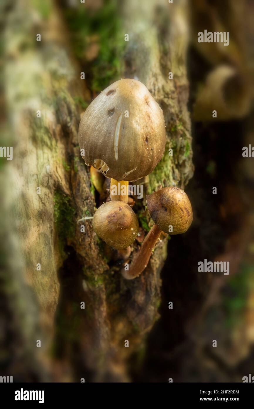Close-up natural environmental portrait of fungi as symbols of life, death, decomposition and ...