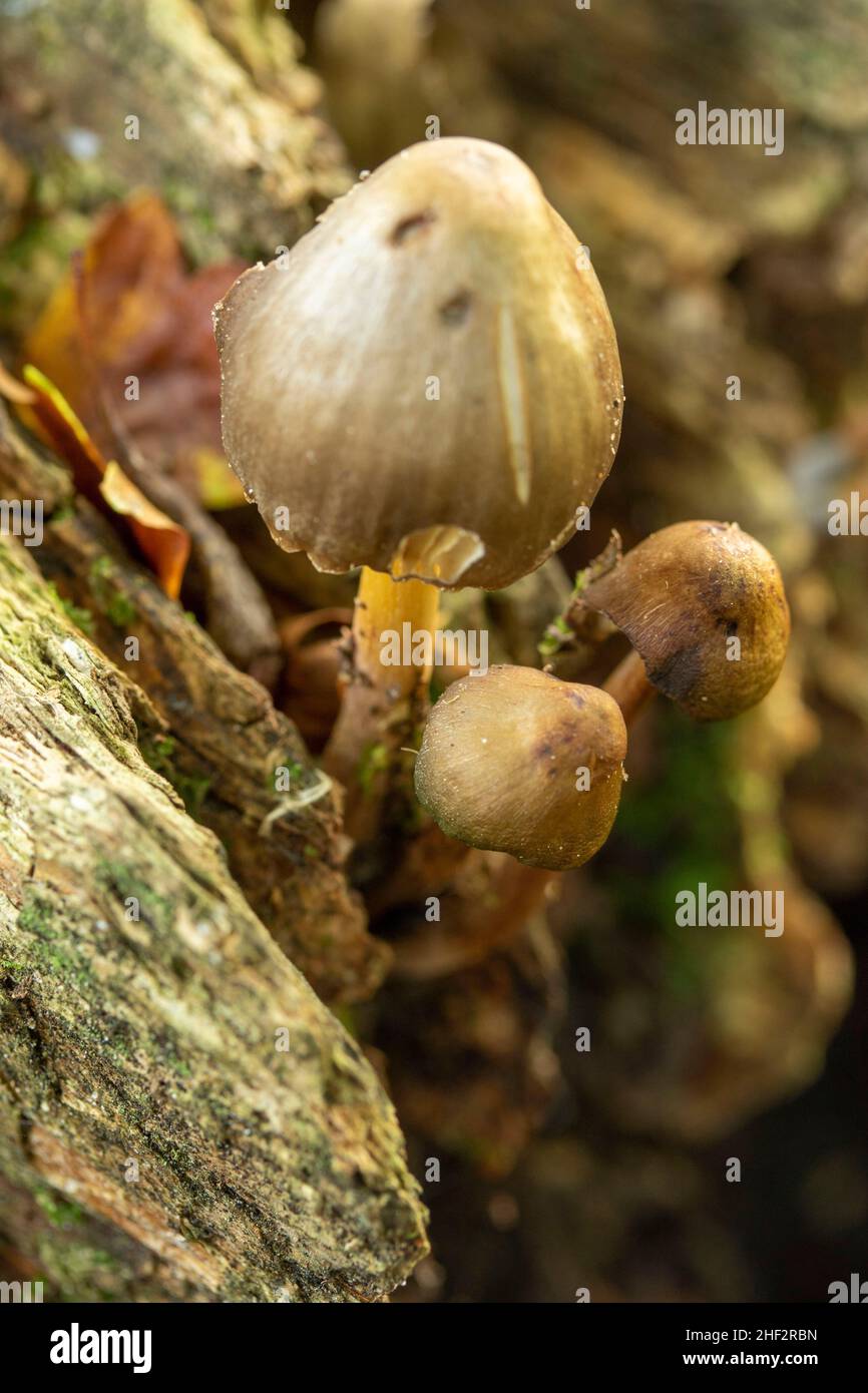Close-up natural environmental portrait of fungi as symbols of life, death, decomposition and ...