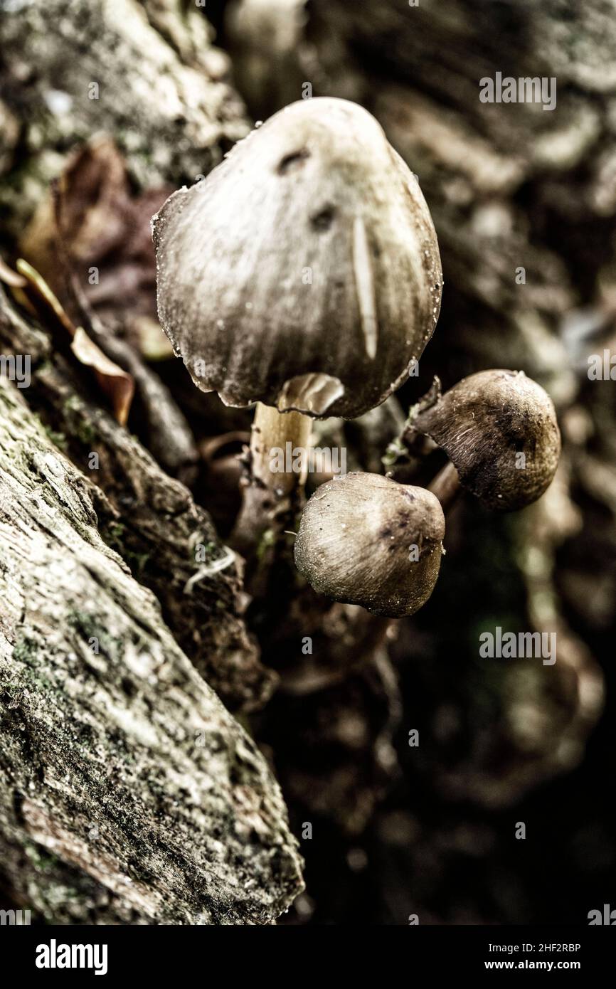 Close-up natural environmental portrait of fungi as symbols of life, death, decomposition and ...