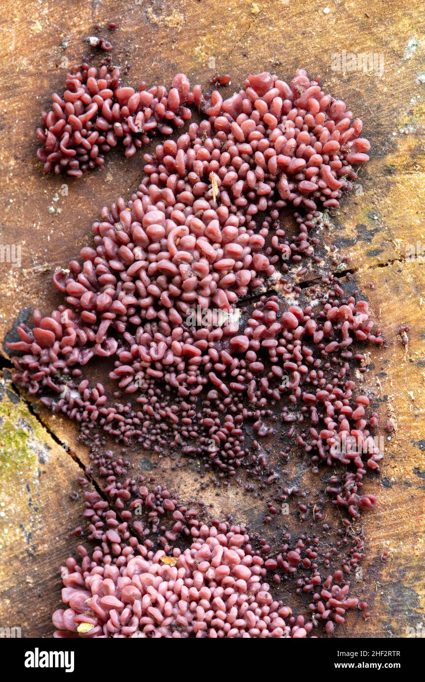 Small pea-like black fungi on tree stump, patterns and textures formed ...