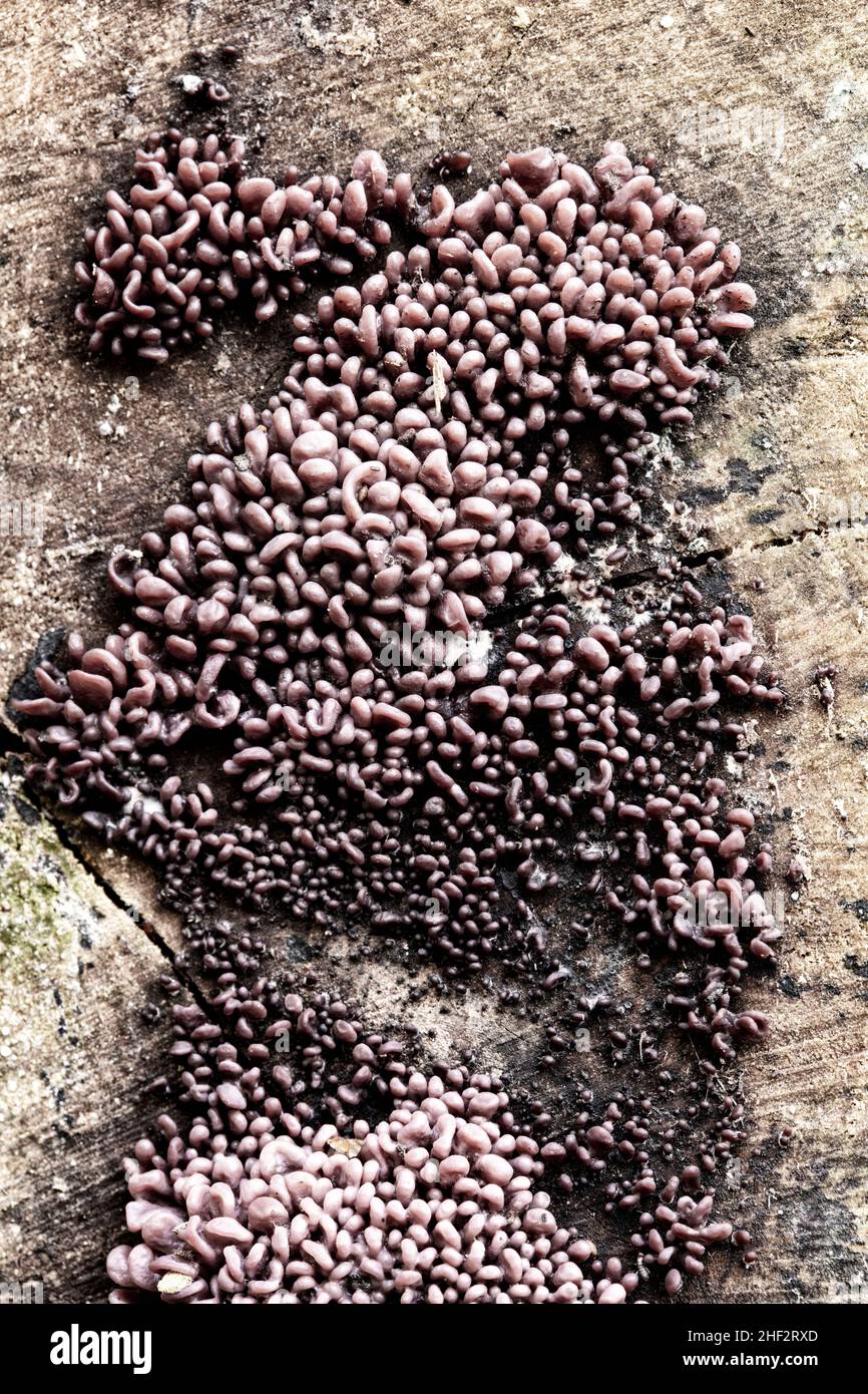 Small pea-like black fungi on tree stump, patterns and textures formed ...