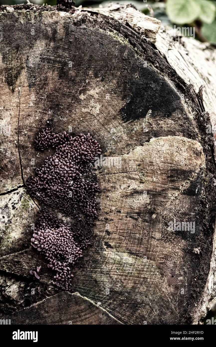 Small pea-like black fungi on tree stump, patterns and textures formed ...