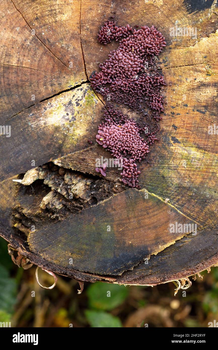 Small pea-like black fungi on tree stump, patterns and textures formed ...