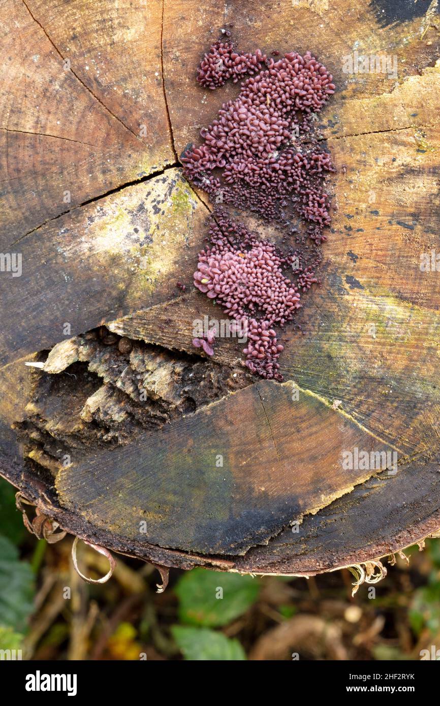Small pea-like black fungi on tree stump, patterns and textures formed ...