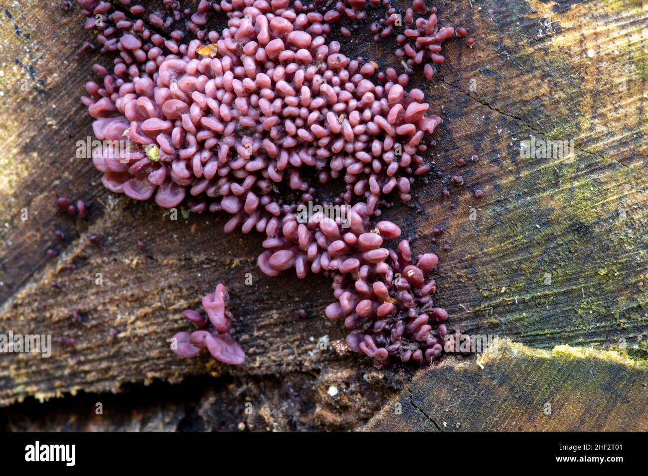 Small pea-like black fungi on tree stump, patterns and textures formed ...