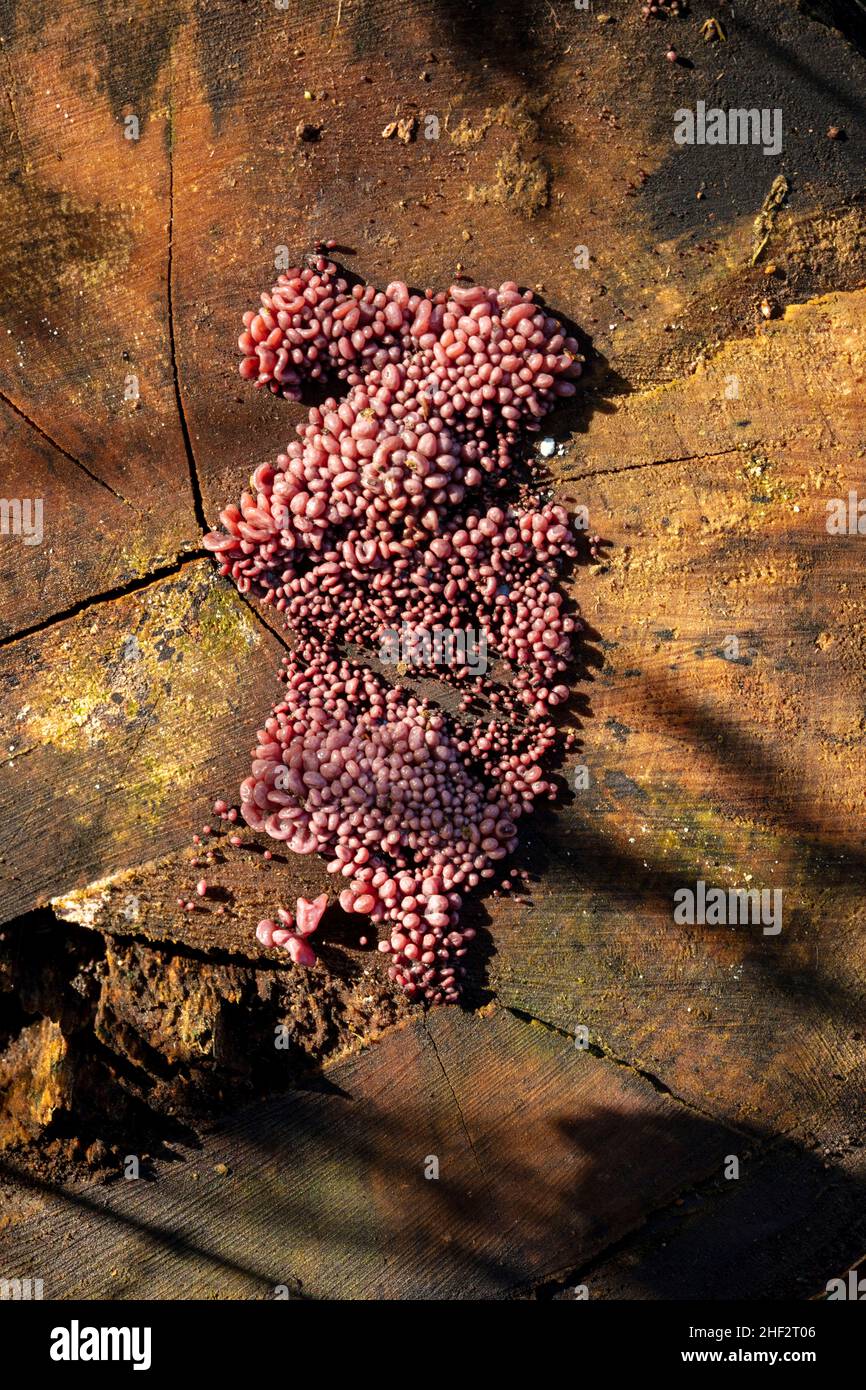 Small pea-like black fungi on tree stump, patterns and textures formed ...