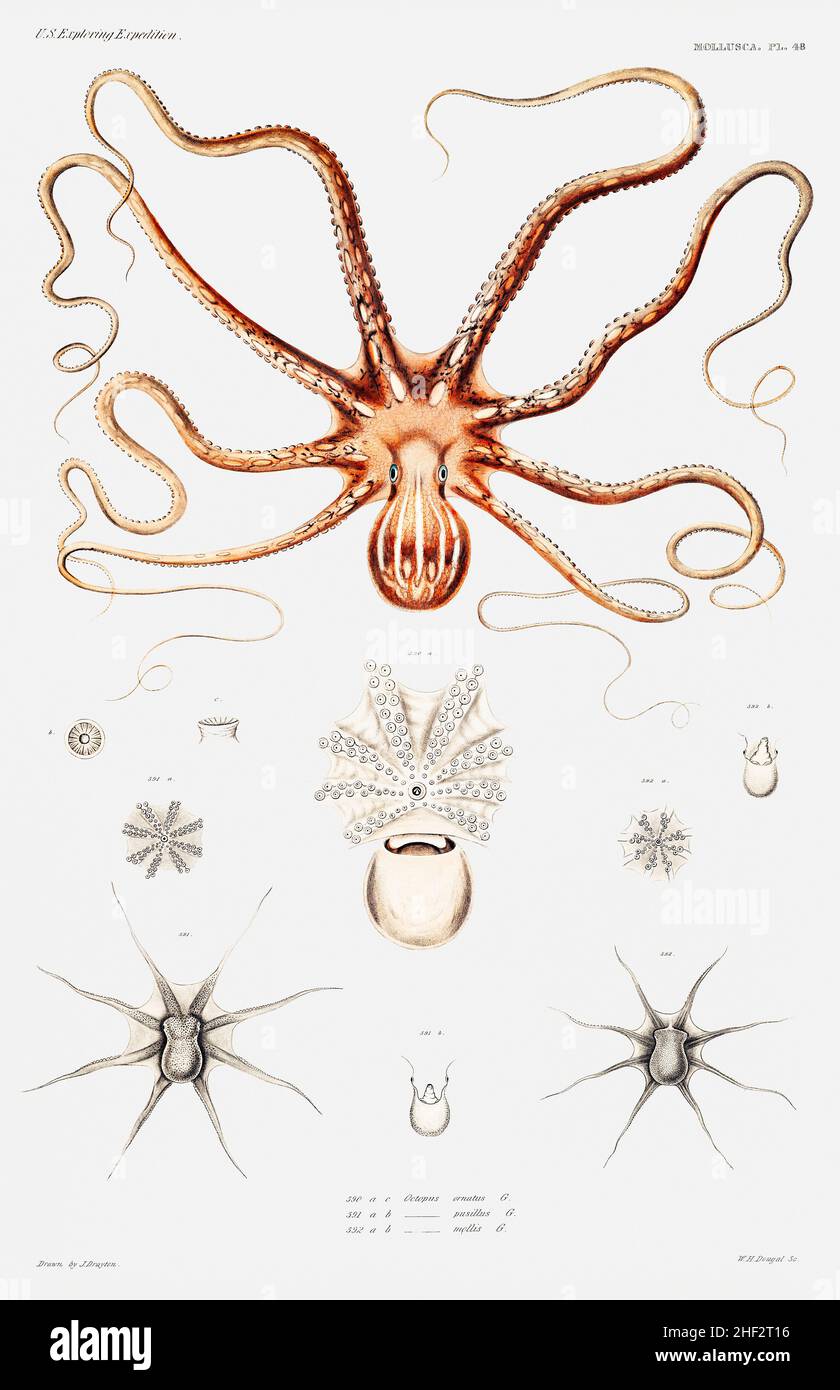 Animal anatomy book hi-res stock photography and images - Alamy