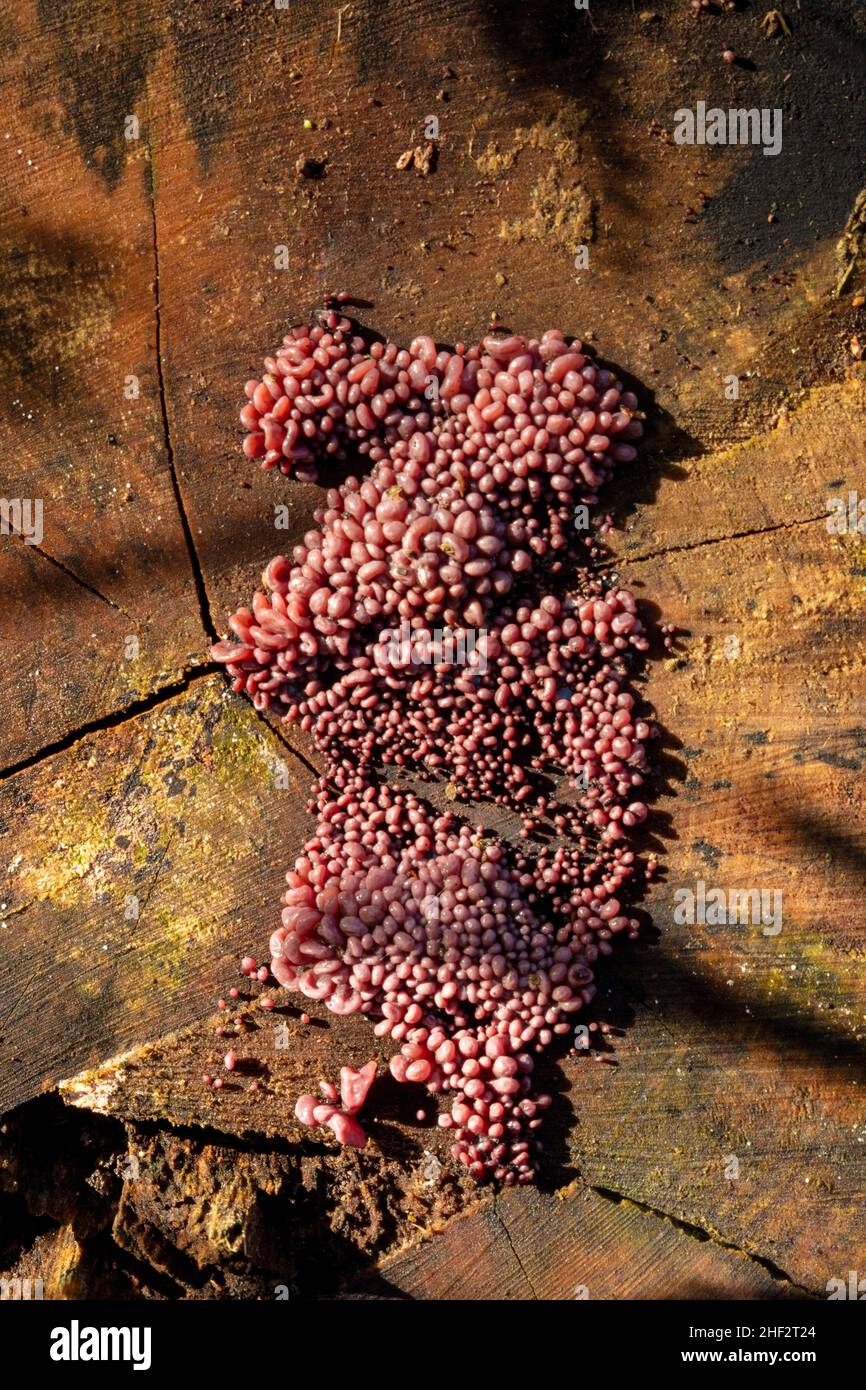 Small pea-like black fungi on tree stump, patterns and textures formed ...