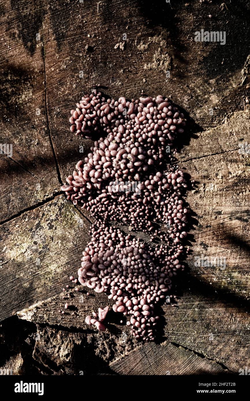 Small pea-like black fungi on tree stump, patterns and textures formed ...